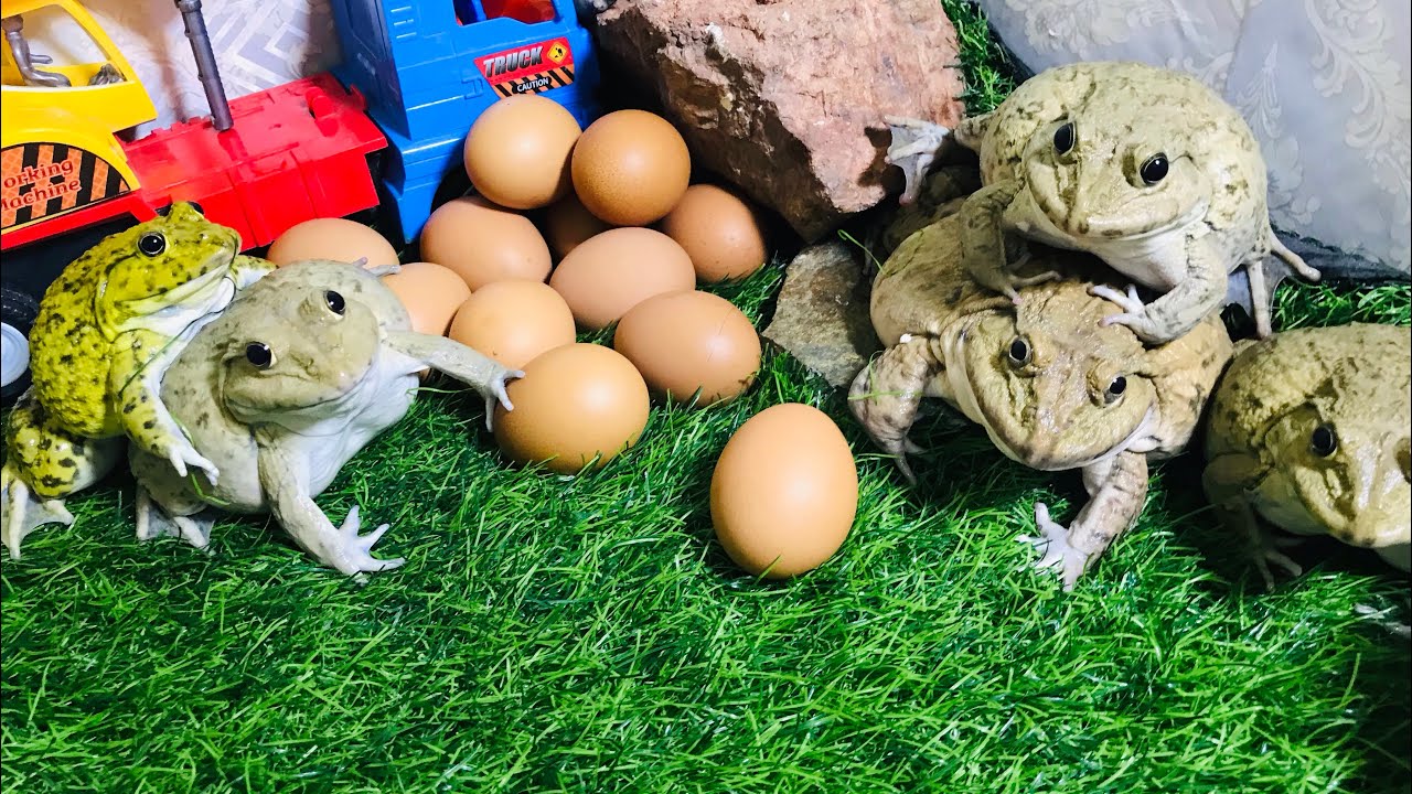 Amazing fighters frog / Screaming and cute frog Funny video Funny frog ...