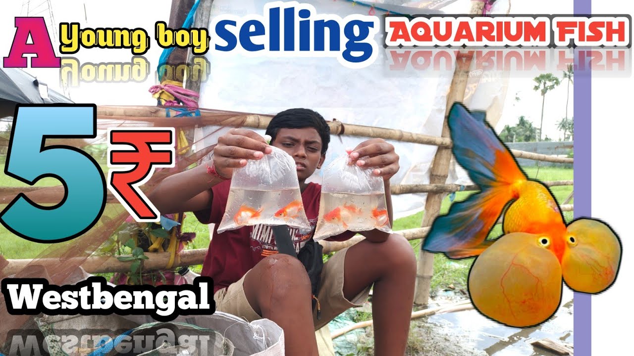 Aquarium Fishes Price | Low Price Aquarium Fish market In India | Fish ...