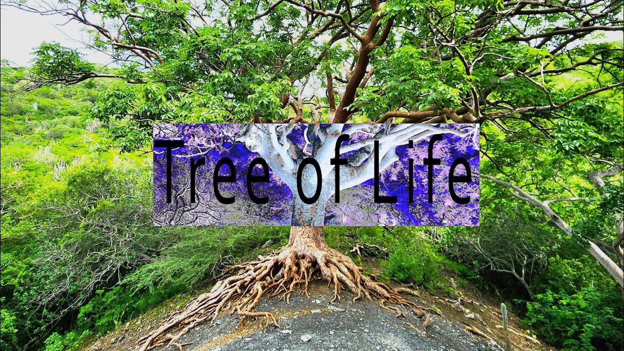 The Tree of Life in Curaçao - YouTube
