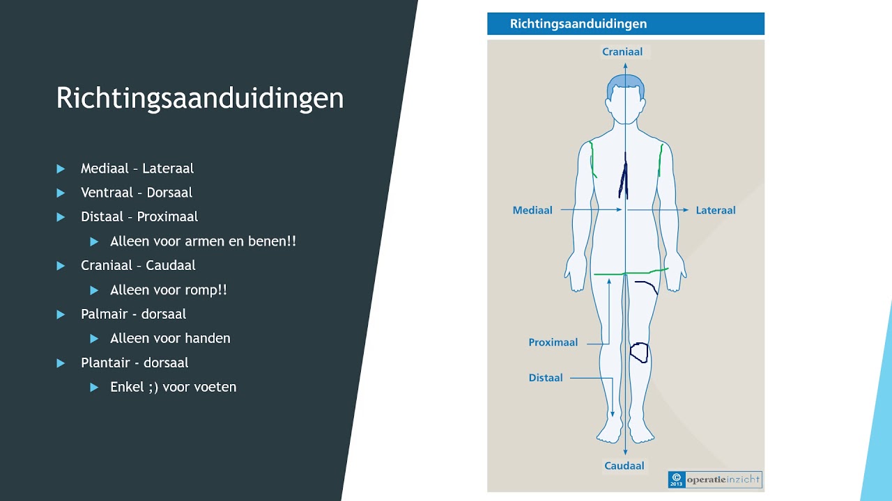 2 1 inleiding Anatomie deel 2 MVDLMH - YouTube
