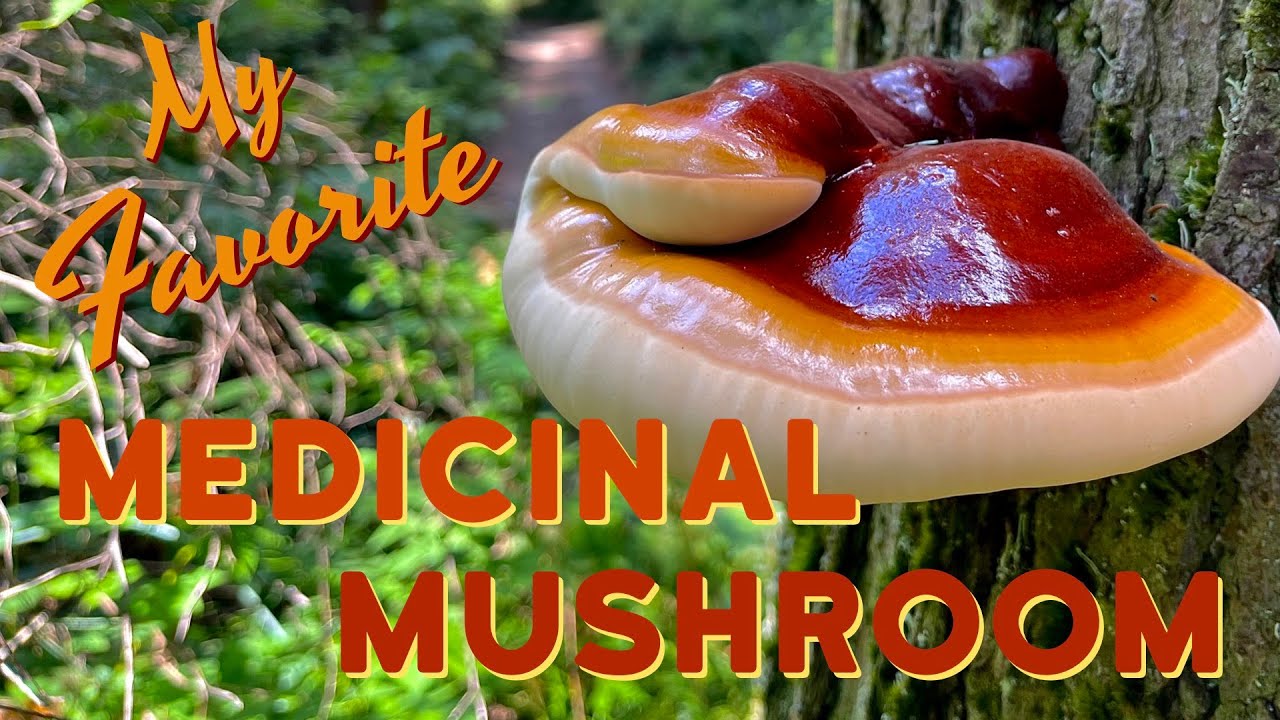 Reishi Mushroom - Foraging West Coast Reishi (Ganoderma oregonense ...