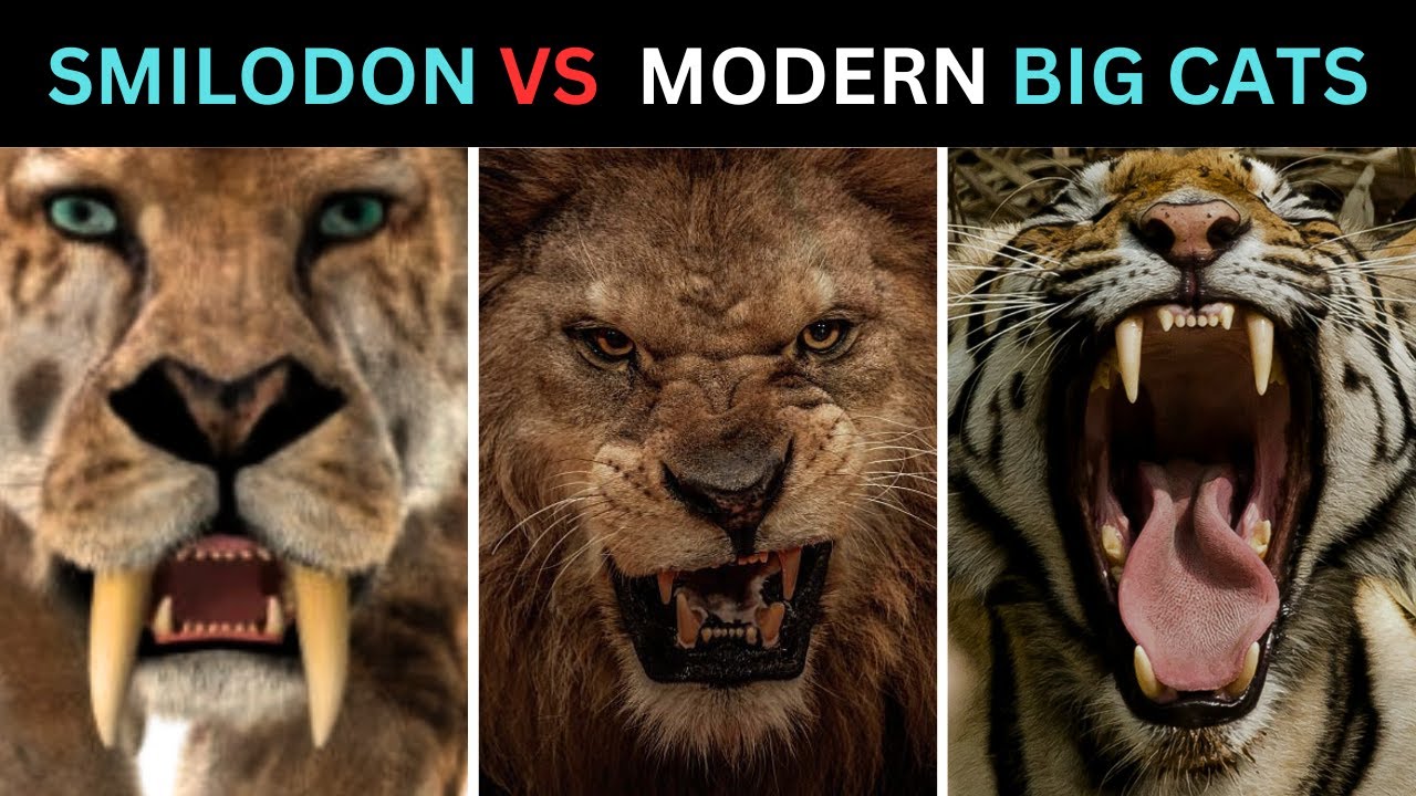 How Strong Was a Smilodon Compared to Modern Big Cats? | Saber-Toothed ...