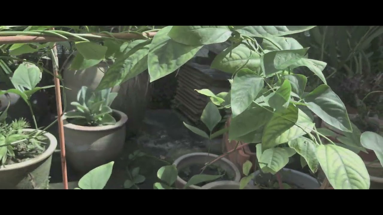 Sony Xperia 5 IV: Cinema Pro sample (24mm, 60fps, 4K, Venice CS) - YouTube