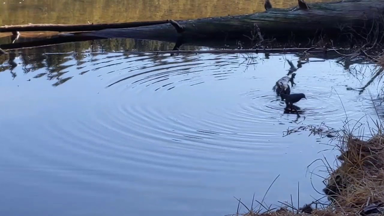 American Dipper Bird diving into Todd lake near Bend - YouTube