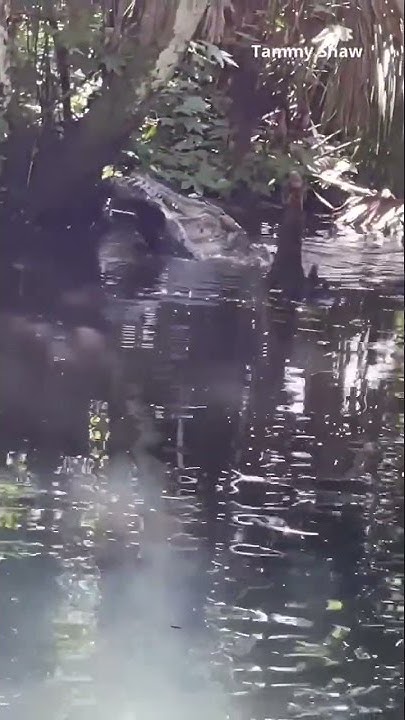 A paddleboarder encountered a large gator eating another alligator in ...