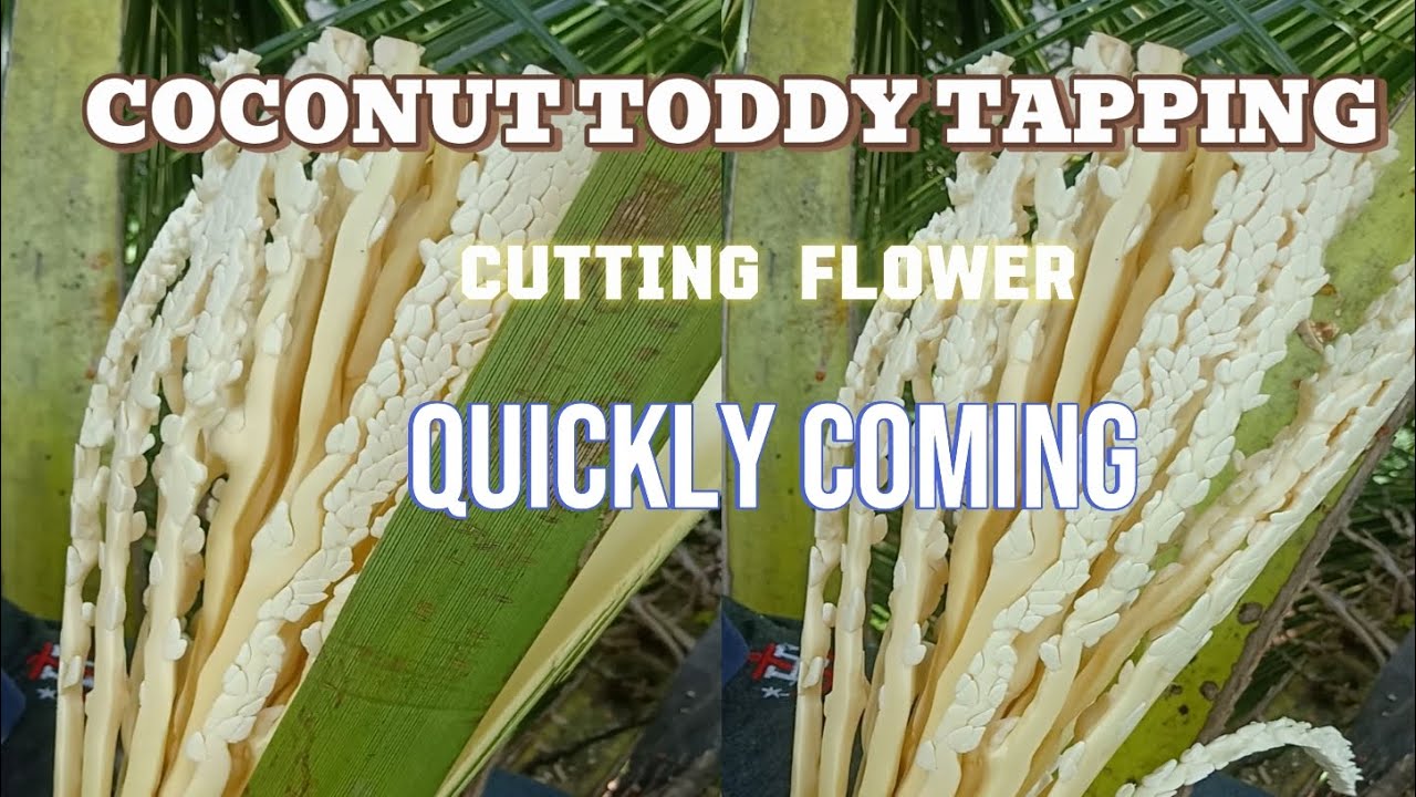 651 coconut toddy tapping product🌴🌴 great cutting and great water 💦🥛 ...