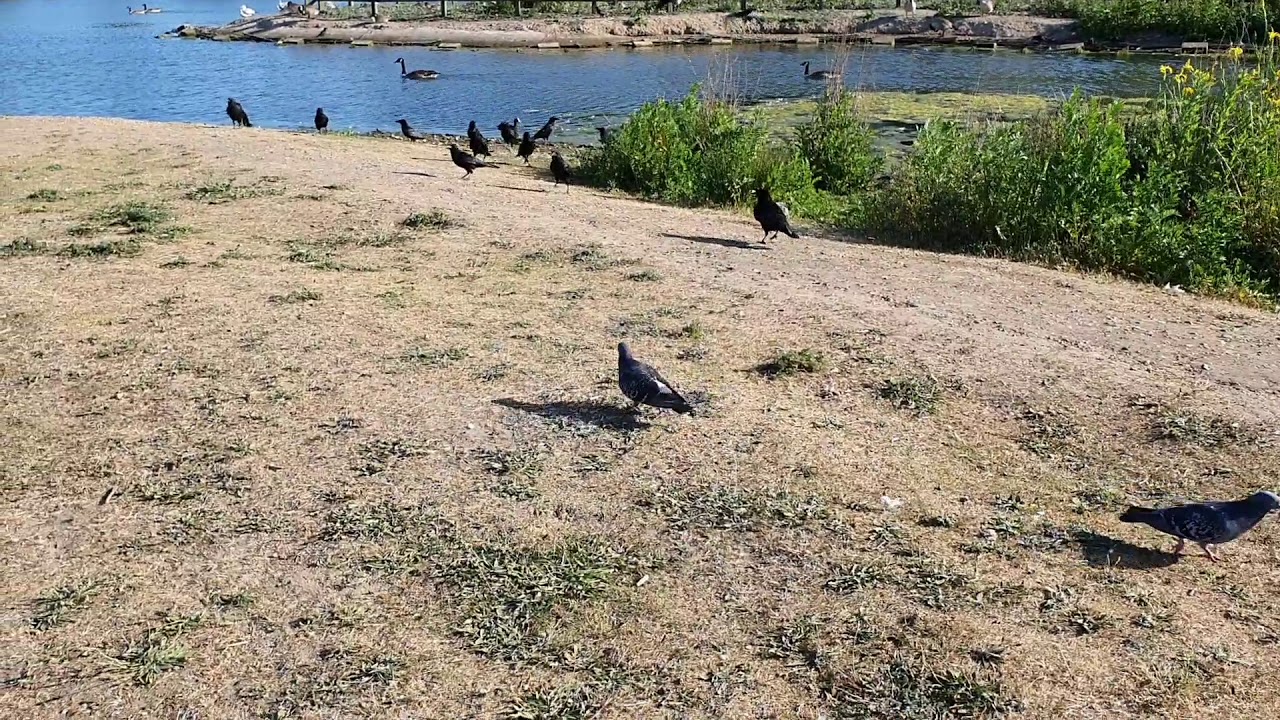 Crows and pigeons eating seeds and grapes - YouTube