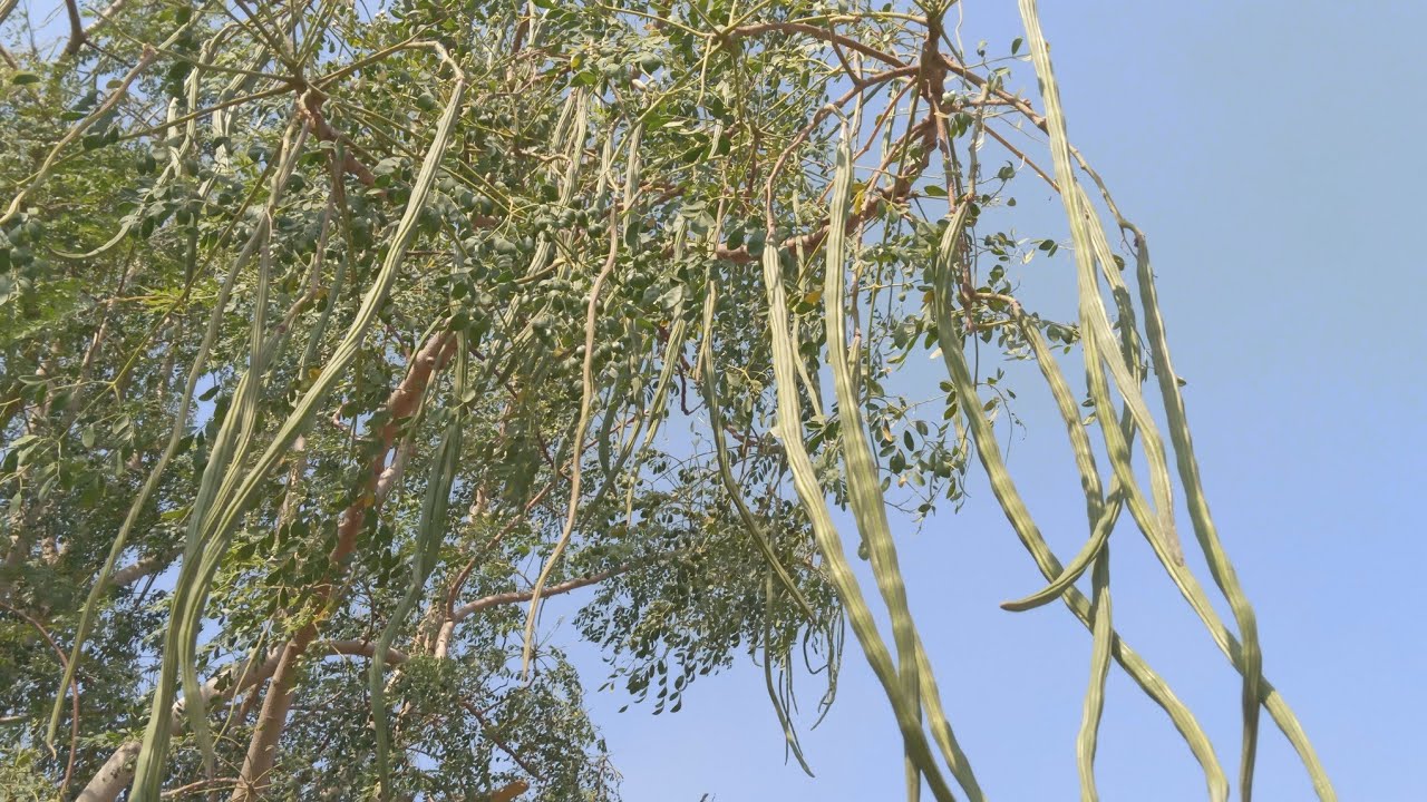 sargava | Organic Vegetables Farming With D2 Nature - YouTube