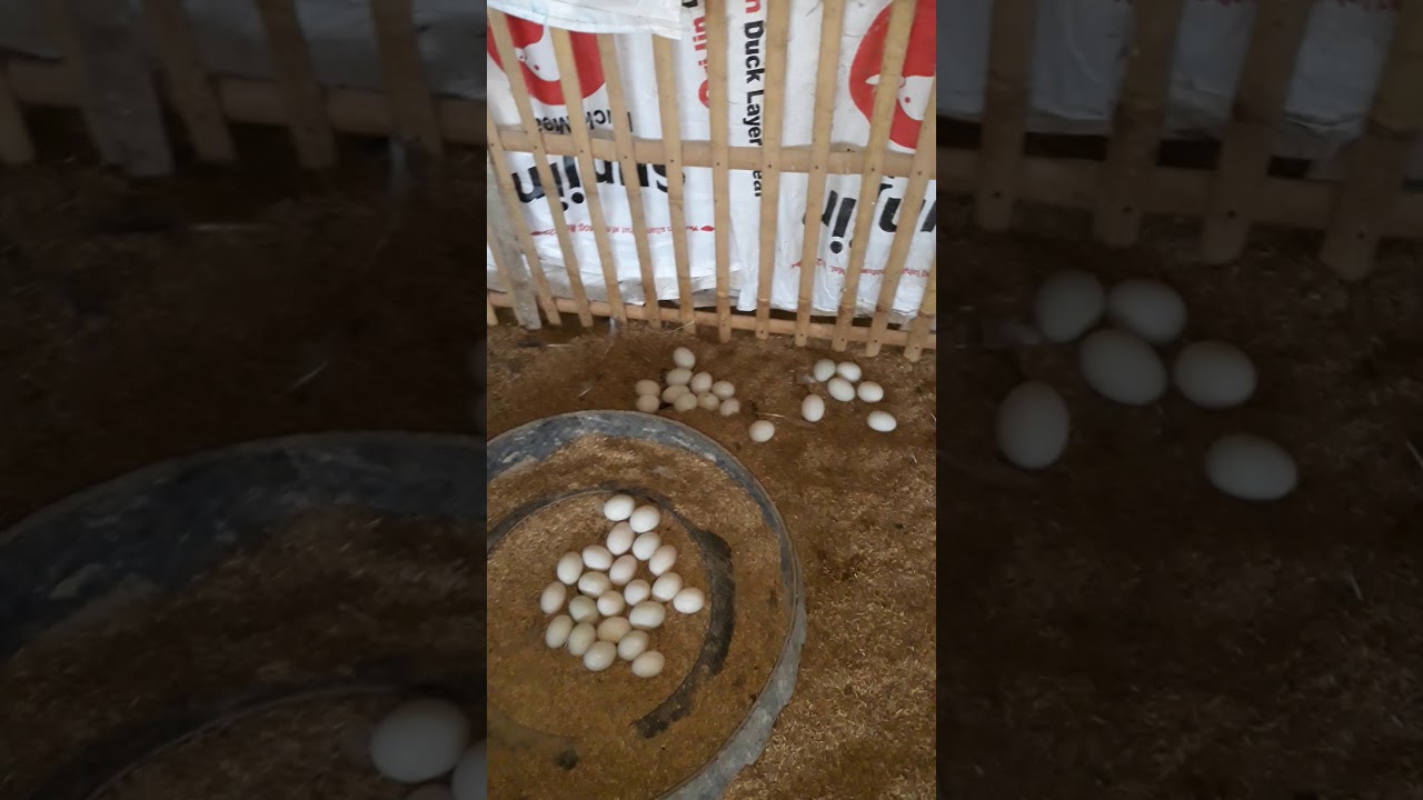 Itik Farming - YouTube