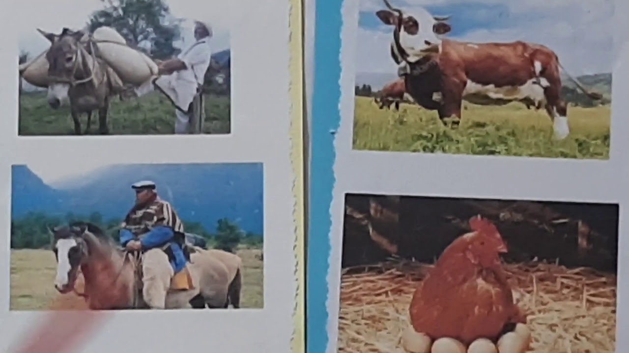 Ciencias Naturales animales útiles y perjudiciales - YouTube