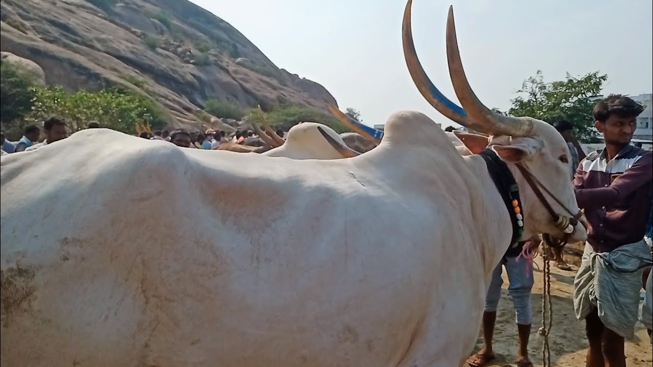 big size Khilari bull's price's-ox video farming addula Santa-adoni ...