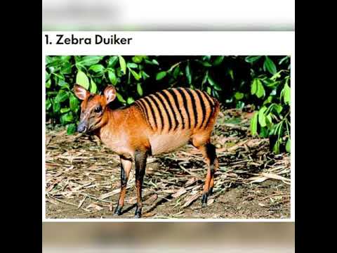 10 Strange Animals You Did Not Know Existed - YouTube