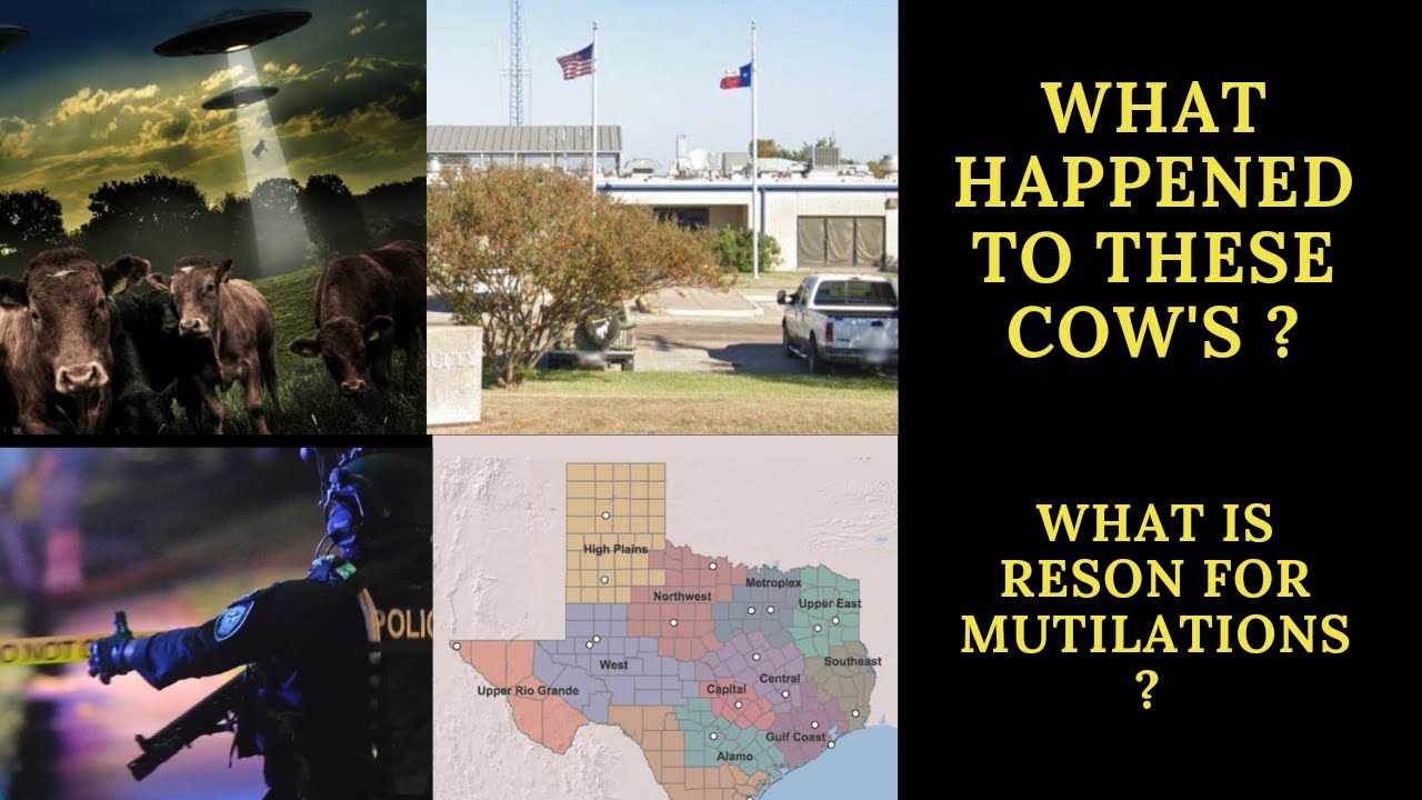 The Unexplained Cattle Mutilations - YouTube