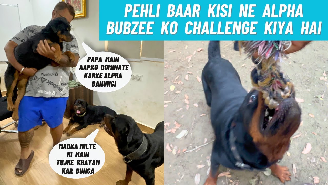 Alpha Rottweiler Bubzee Ki Dominance Ko Beti Chloe Ne Kiya Challenge ...
