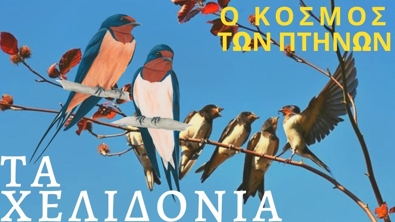 Τα Χελιδόνια - Tα πιο αγαπητά πουλιά - YouTube