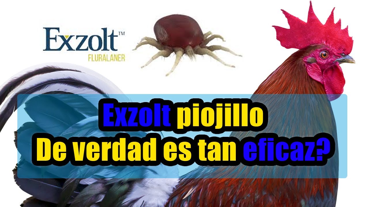 exzolt piojillo es tan eficaz? #acarorojo #piojillo - YouTube