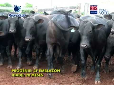 3F Emblazon (Angus) - ABS Pecplan - YouTube