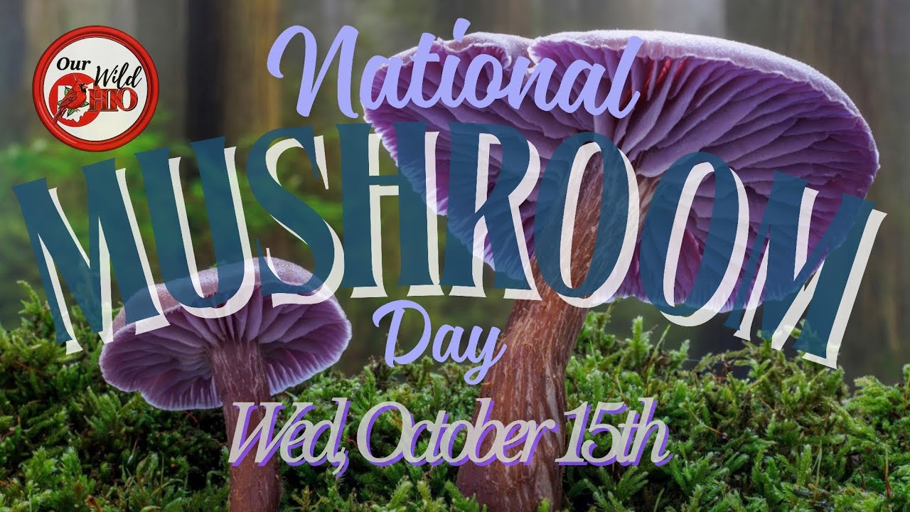 National Mushroom Day: Discover the Amazing World of Mushrooms! - YouTube