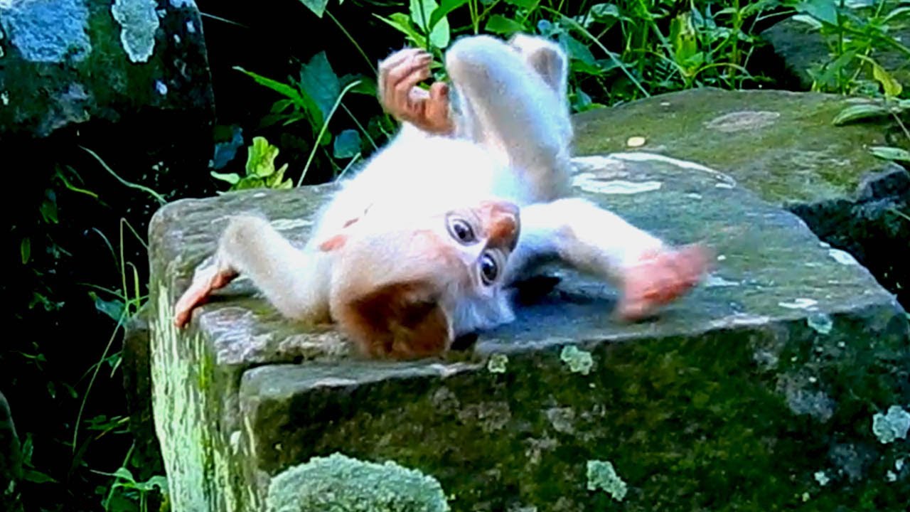 Funny Baby Monkey Rolling Around and Being Adorable - YouTube