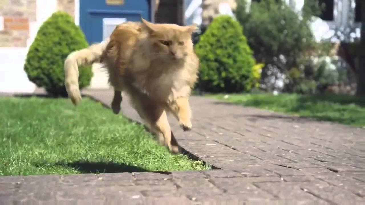 O2 commercial: Be more dog - YouTube