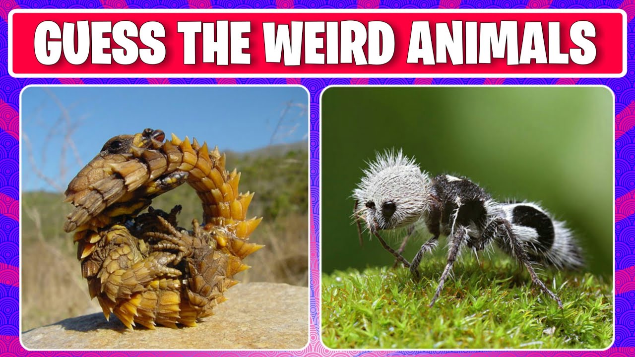 Guess The Weird Animals (Animal Quiz) #shorts - YouTube