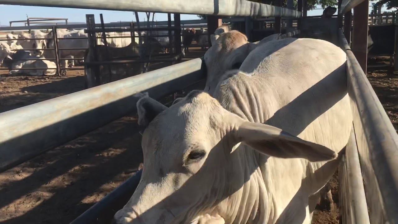 Strathmore cattle station - YouTube