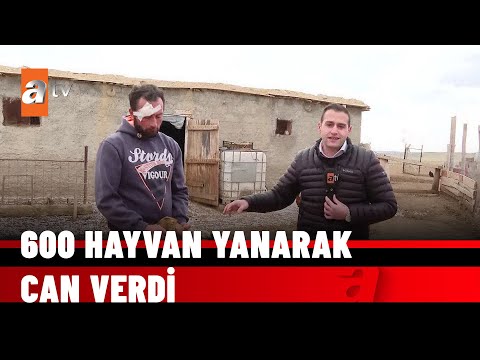 Yürekleri yakan yangın! 600 küçükbaş hayvan yanarak can verdi! - atv Ana Haber 13 Mart 2022