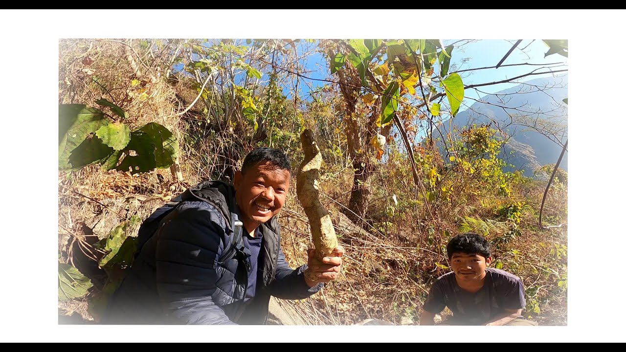 looking for yam in the forest || jungle ma ban-tarul kojdai - YouTube