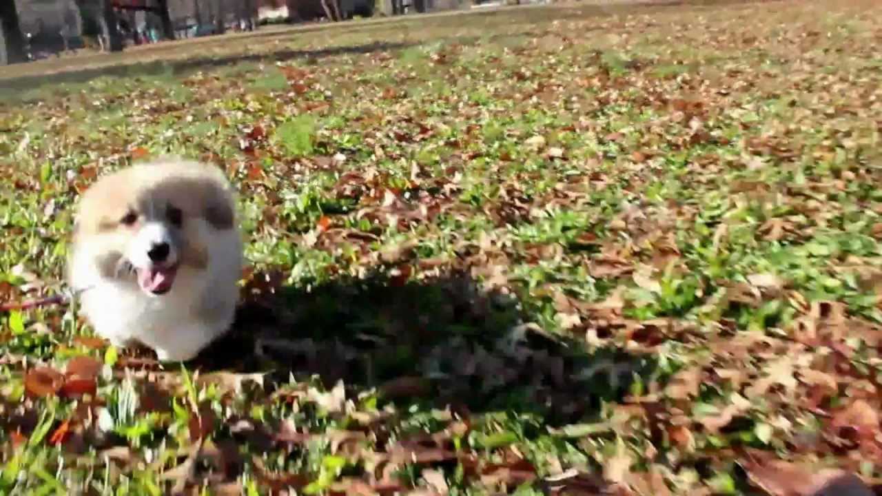 Corgi puppy running HD - YouTube