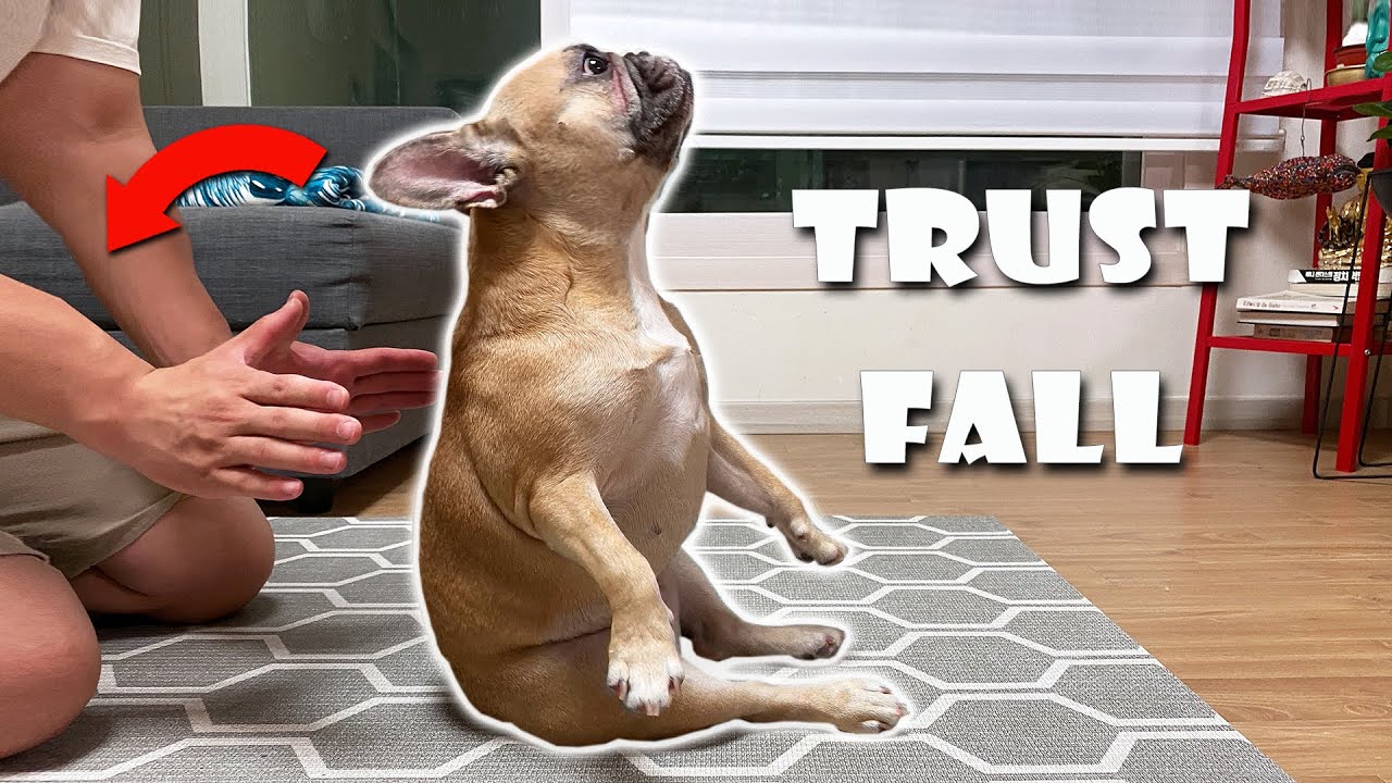 Can Your Dog Trust Fall? This French Bulldog Loves To TRUST FALL - YouTube