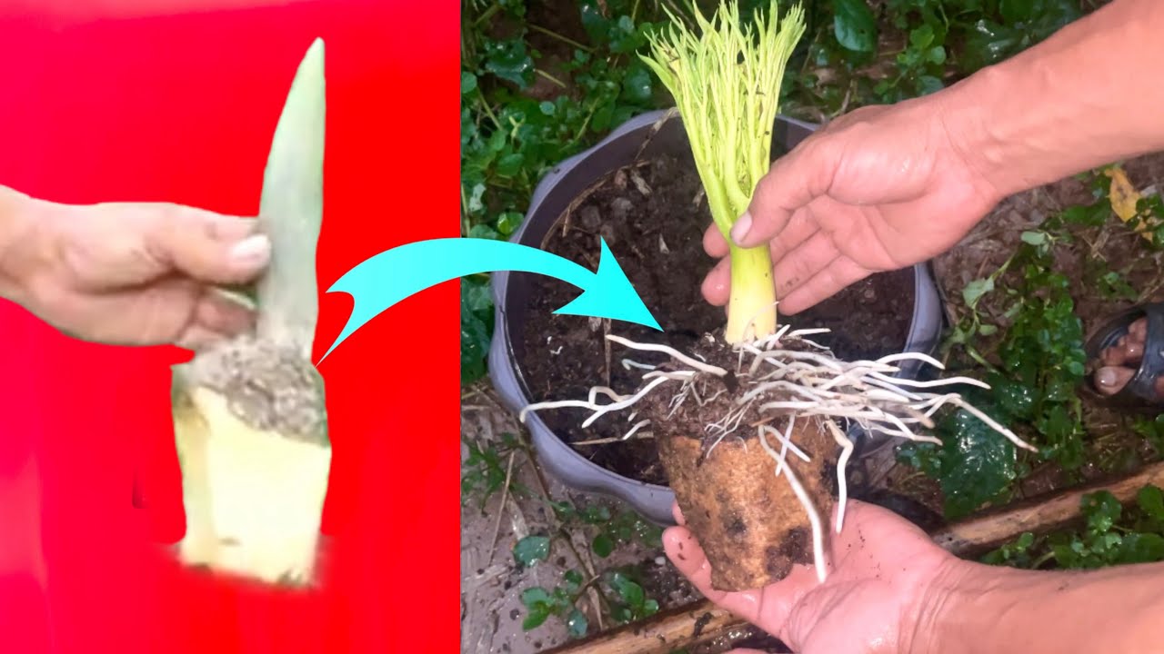 This way new and healthy stems and revived at many new roots - YouTube