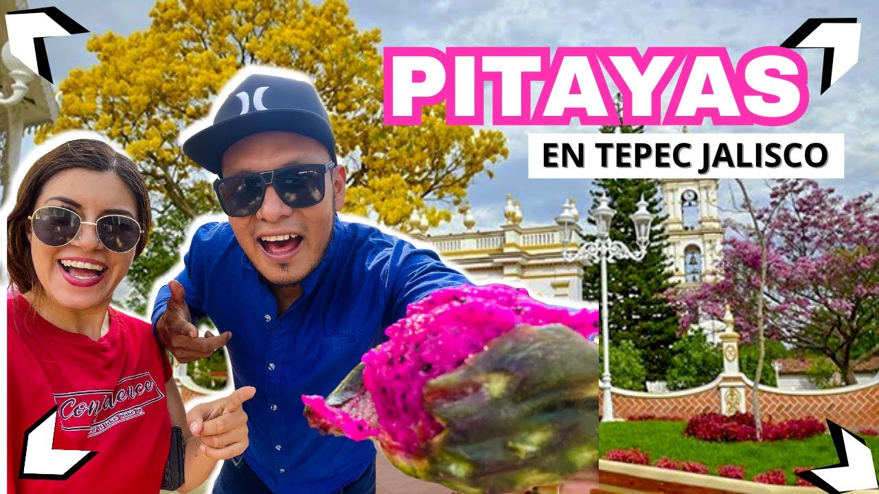 🌵PITAYAS La Fruta más Exótica y Cara || En Tepec Jalisco Tierra de ...