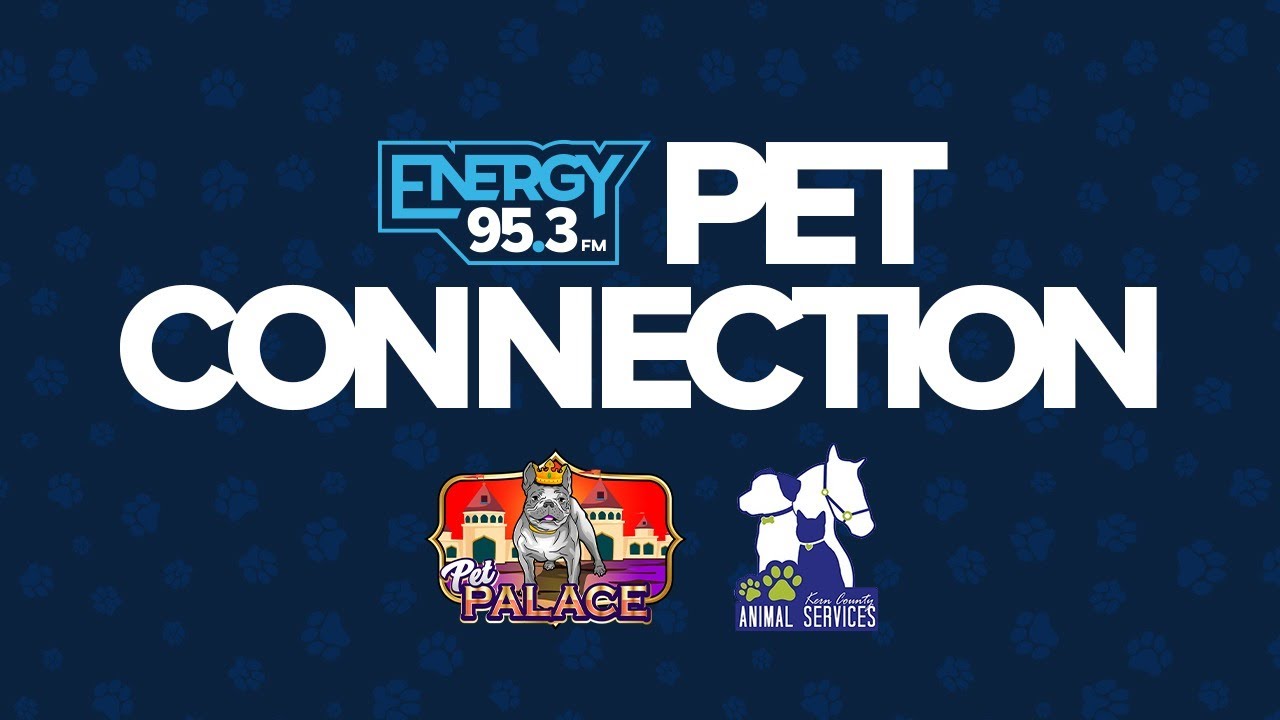 Energy Pet Connection 12/13 - YouTube