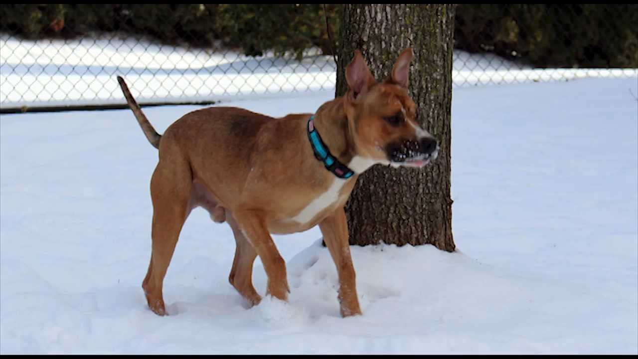 Capone's Story- A Tale of a Brave Rescue Dog - YouTube