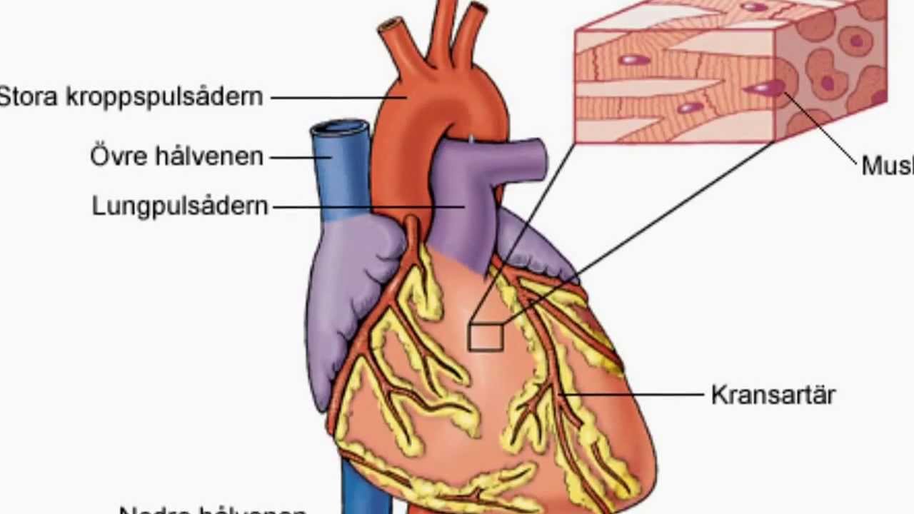 Hjärtat, lungorna och organen. - YouTube