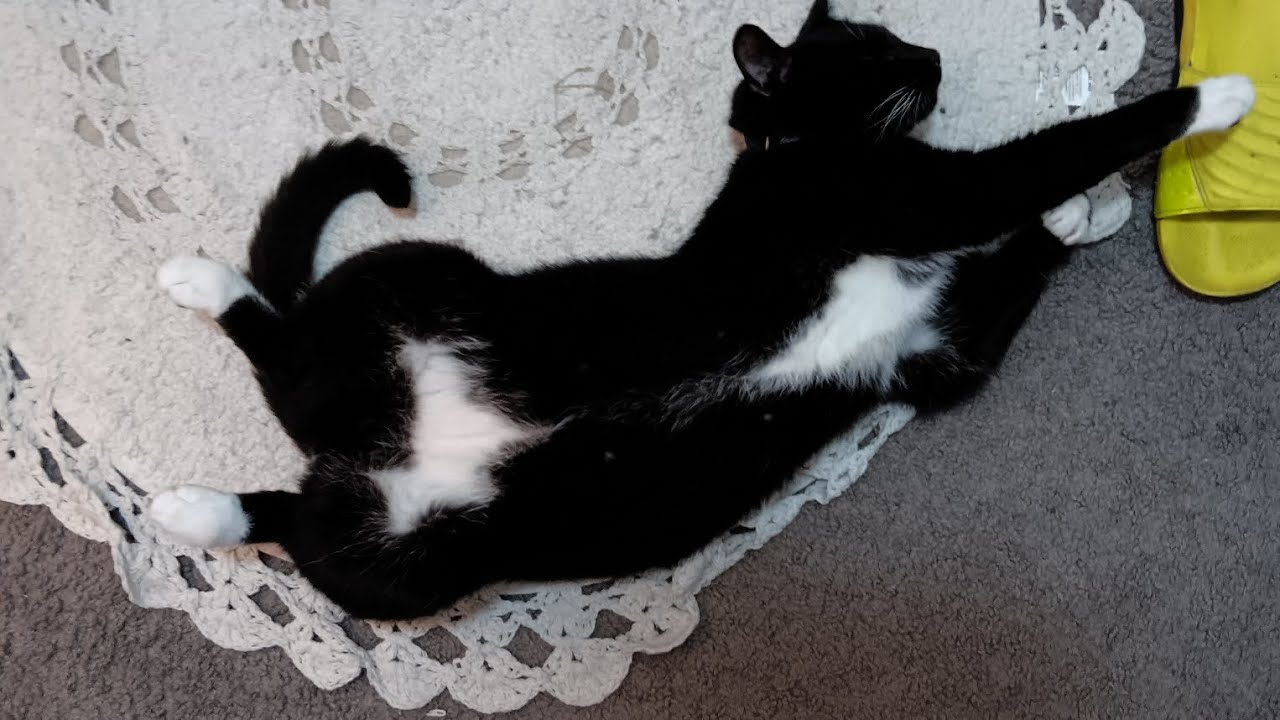 my cat caught lacking in 4k - YouTube