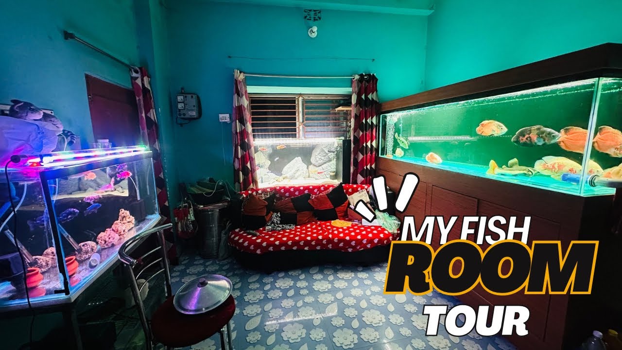 my fish room tour 🐬 - YouTube