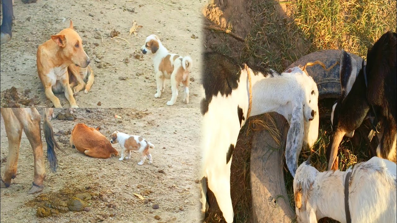 Sab Pets Ki Mastiyan Dekhny Wali Hoti Han - YouTube