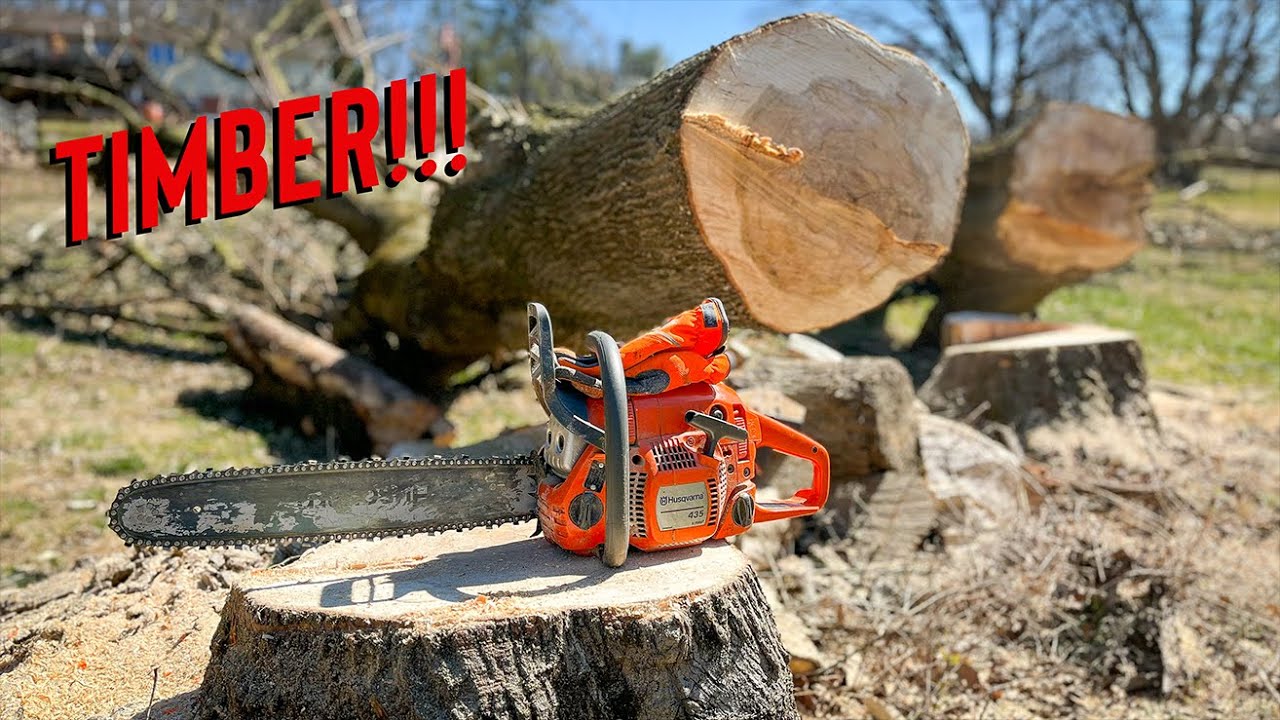 Dead Maple Removal - YouTube