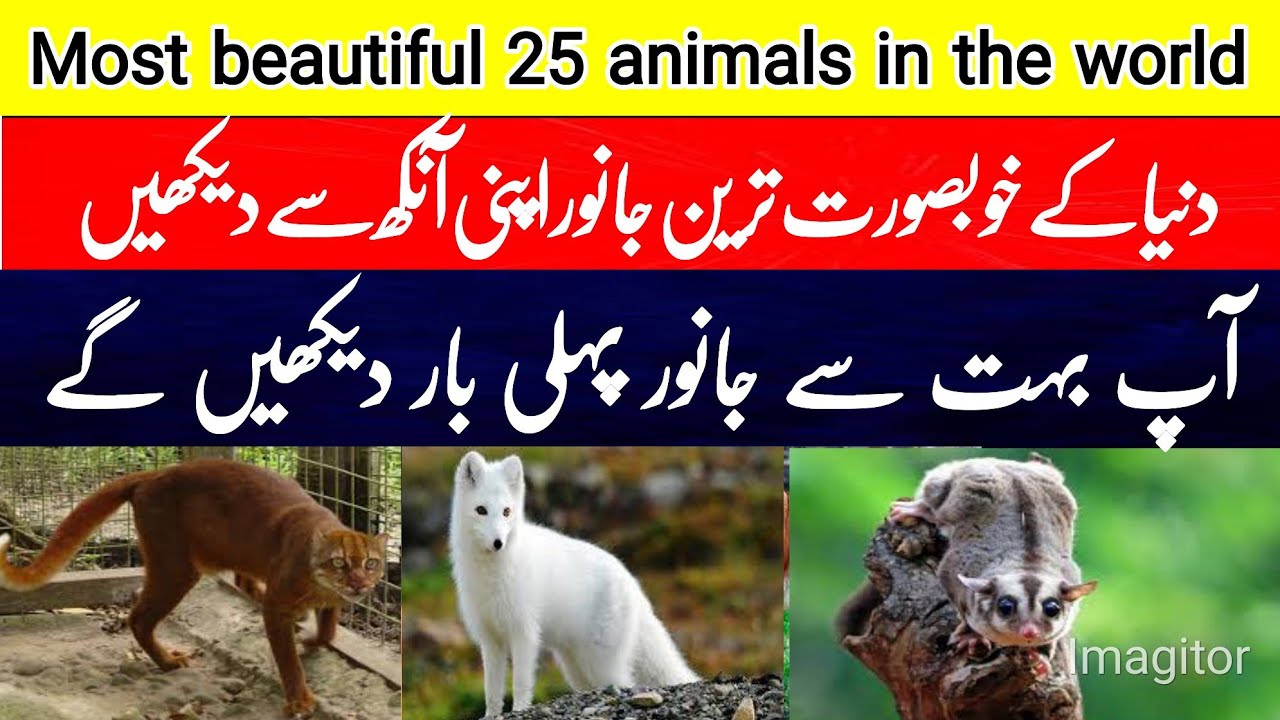 Nature's Masterpieces: The World's Most Beautiful Animals | Amazing ...