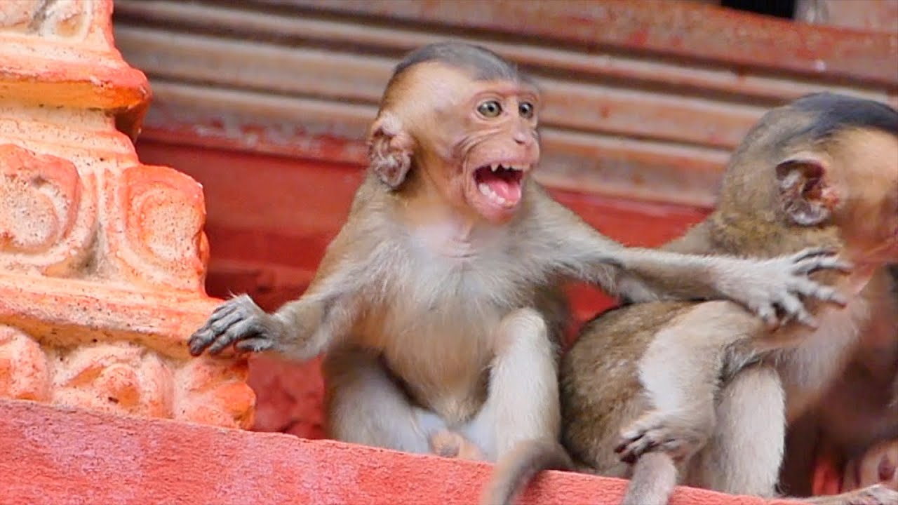 Little Monkey SANTO hungry milk he cries so sadly asking for milk Mama ...