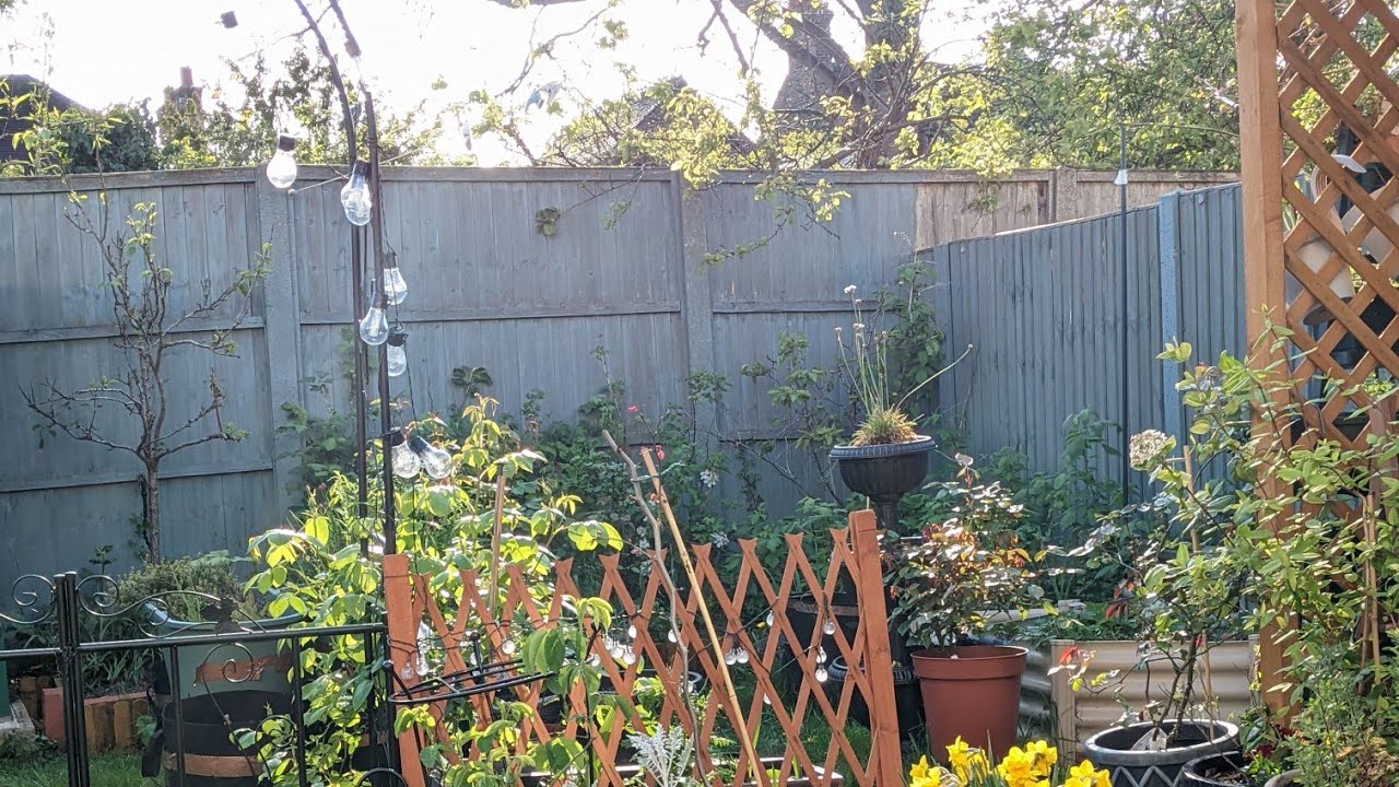 Rose disaster? or calamity averted? The dreaded black spot 😱🦠🧟🌱🌷 - YouTube