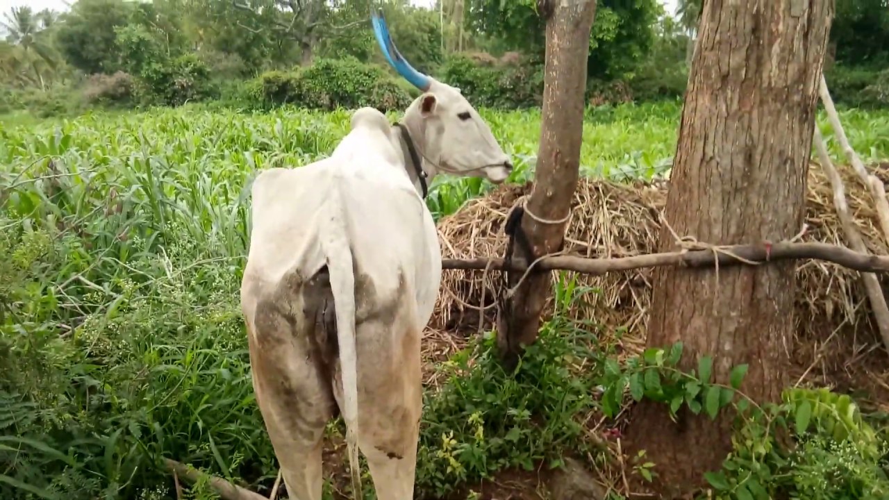 Beautiful Hallikar Cow | Every Year Give beautiful Hallikar Calf - YouTube
