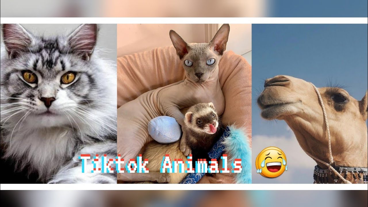 Tiktok Animals 2020 Compilation. Funny And Cute Animals. Love Puppies ...