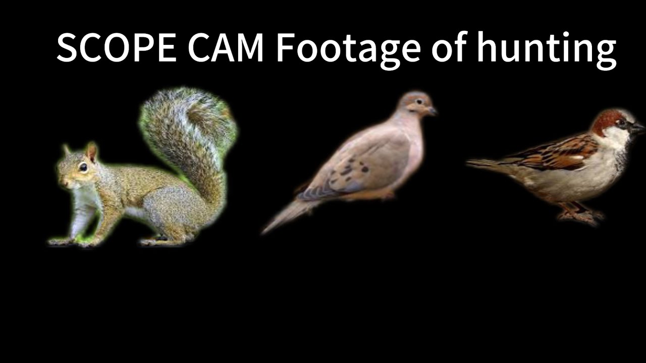 All the footage of (scope cam) hunting - YouTube