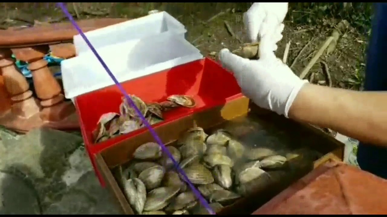 como abrir conchas - YouTube