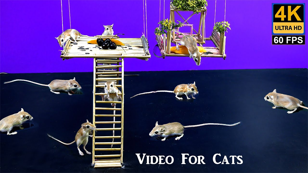 Cat games - Cat Tv for cats to watch cute mice hide and seek, squeaking ...