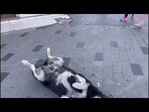 Sokak Köpekleri/ Yeni Numara