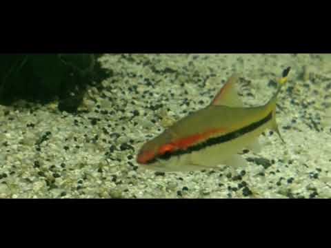 Denison Barb / Sahyadria denisonii / Roseline Shark / Miss Kerala - YouTube