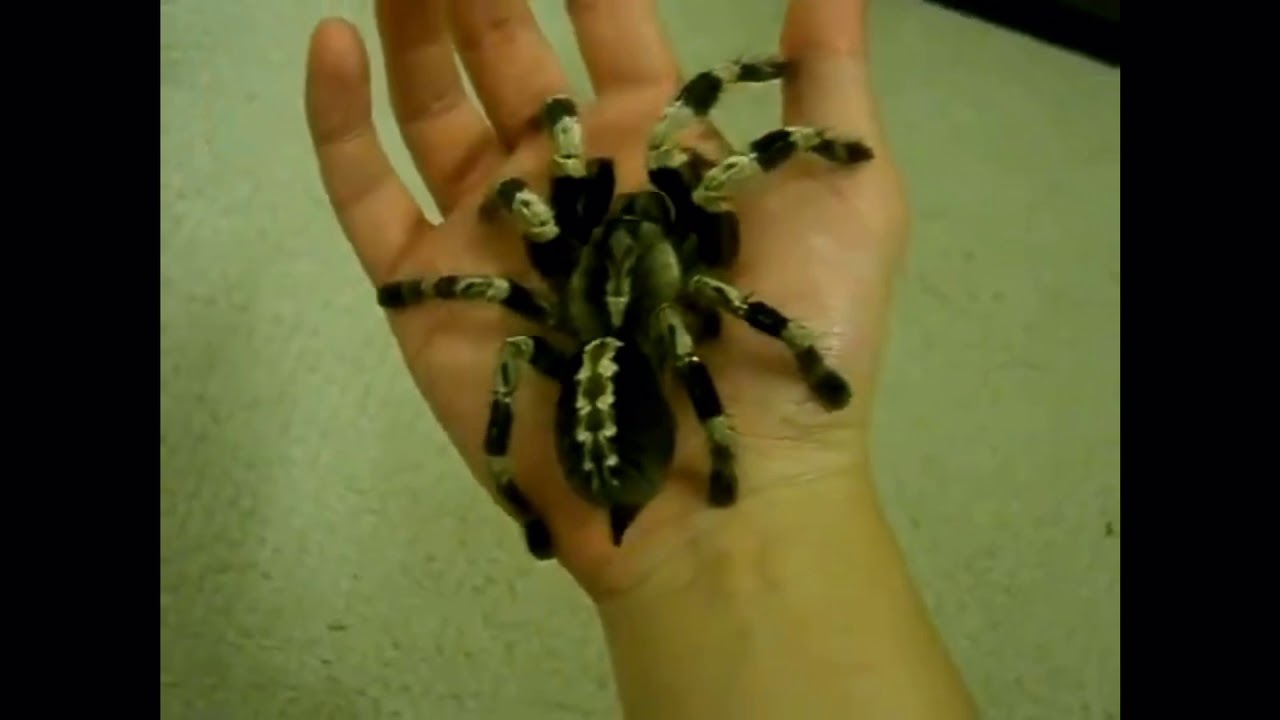 Bengal spotted ornamental tarantula - YouTube